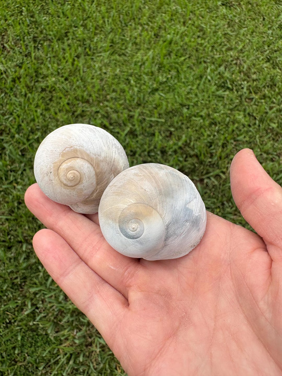 2 Fossilized Sharks Eye Moon Snail Shells - Etsy