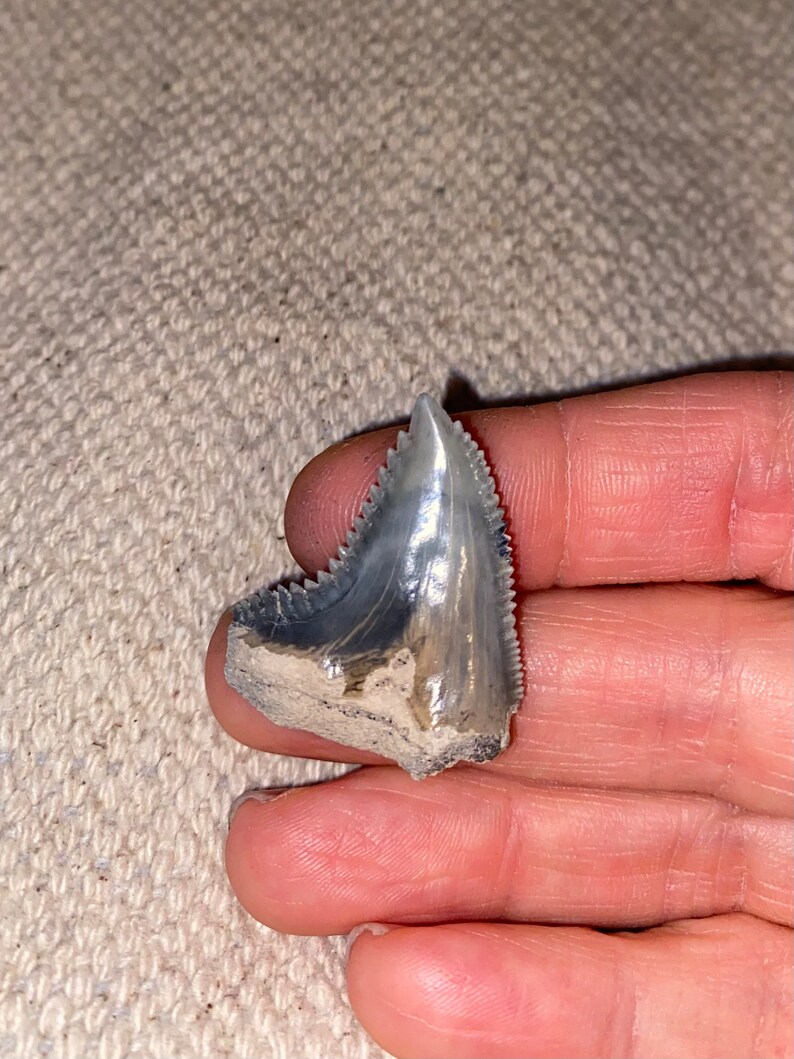 Bone Valley Hemipristis Serra Shark Tooth Fossil - Etsy