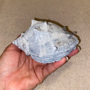 Fossilized Florida Melongena Shell - Etsy