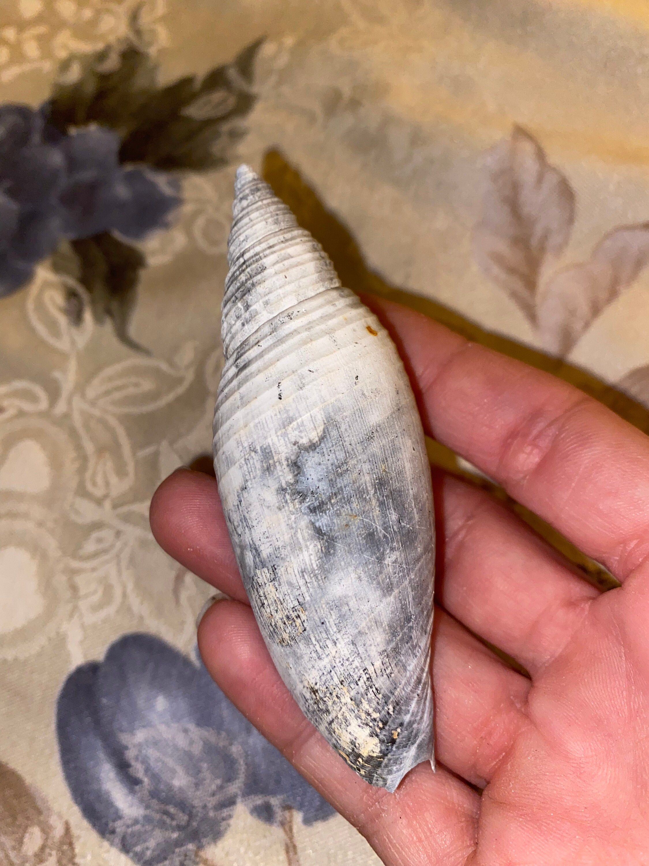 Blue and White Fossilized Mitre Shell From Florida - Etsy