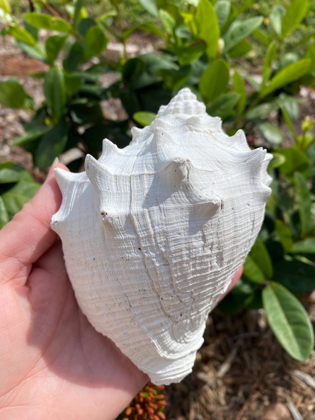 Extinct Fossilized Melongena Sea Shell - Florida - Etsy