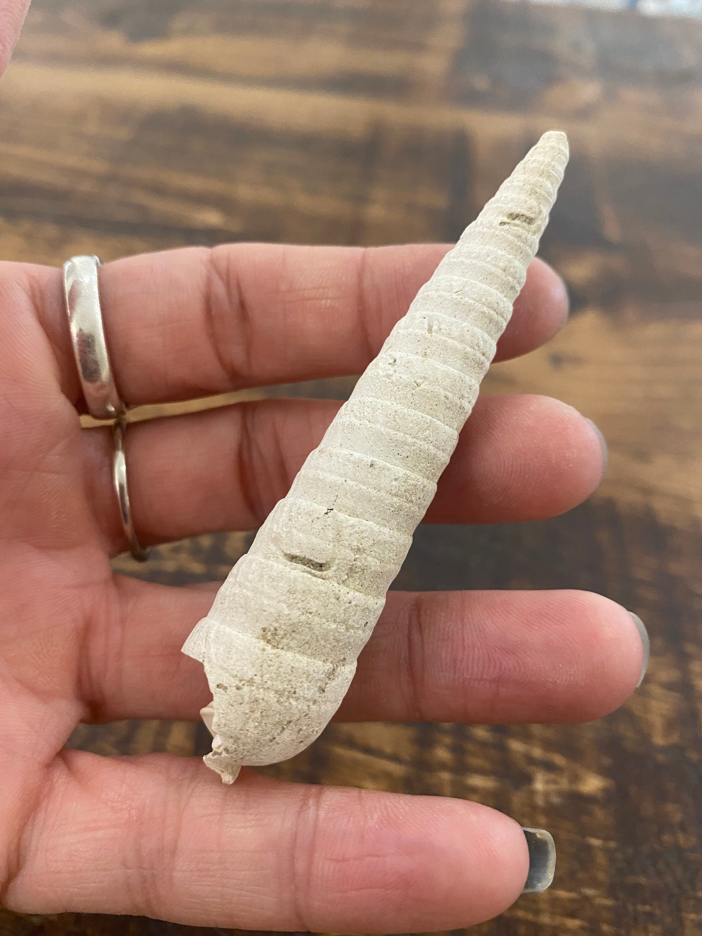 Flame Auger Fossil Shell From Florida - Etsy