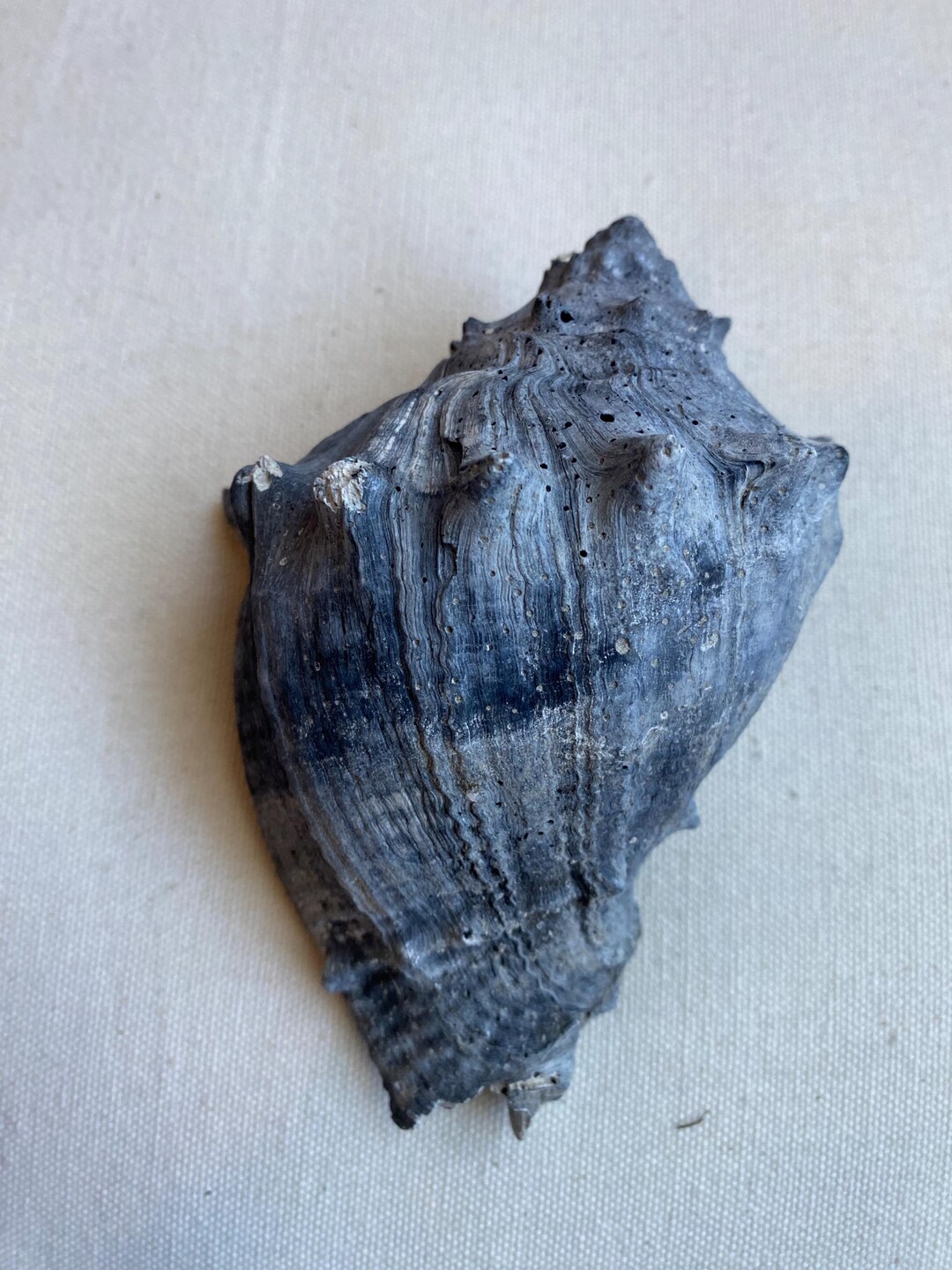 Large Melongena Blue Fossil Shell - Florida - Etsy