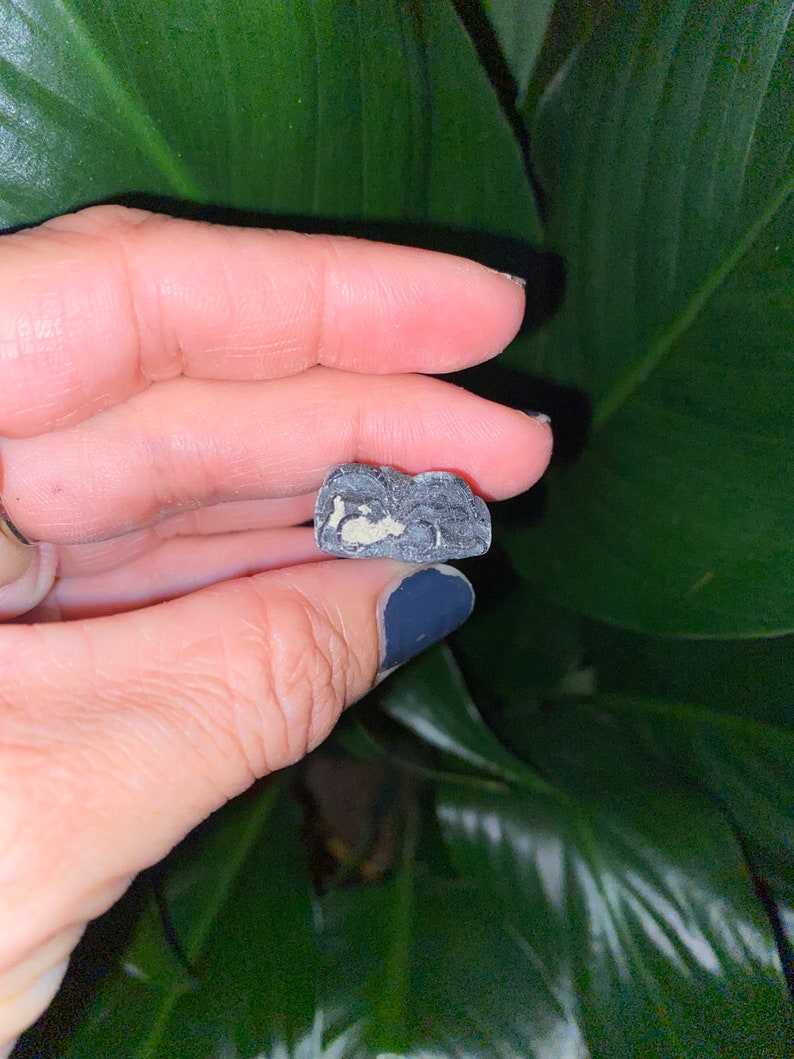 Fossilized Horse Tooth Extinct Three Toed Horse - Etsy