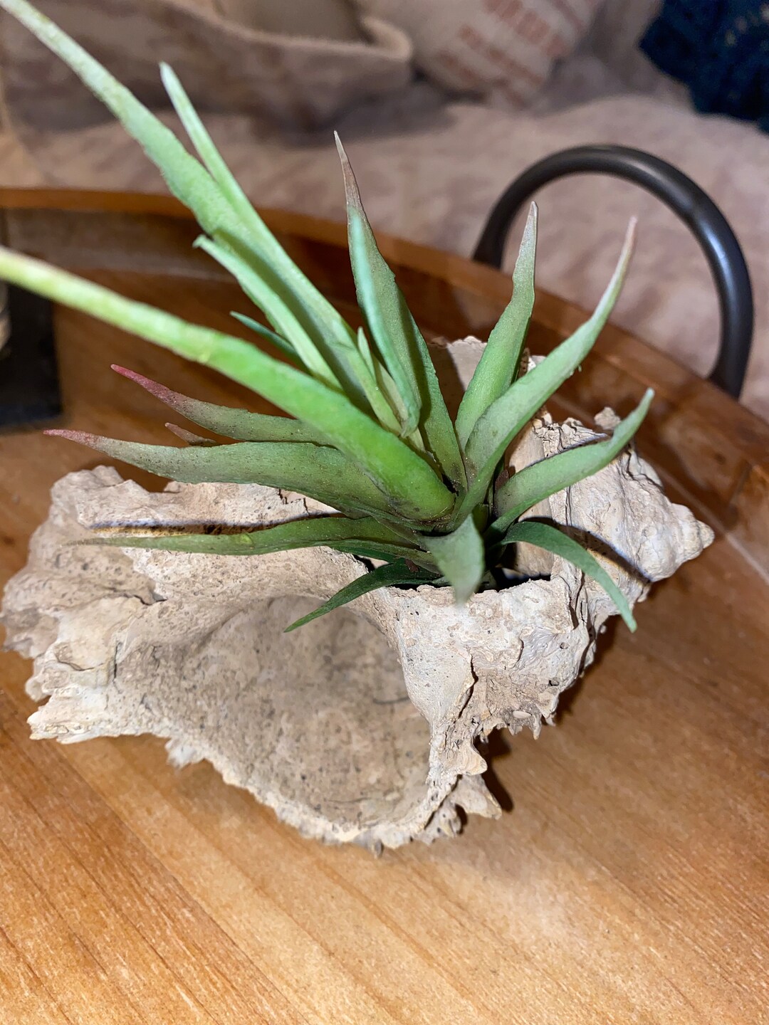 Fossil Murex Shell - Plant Holder - Etsy
