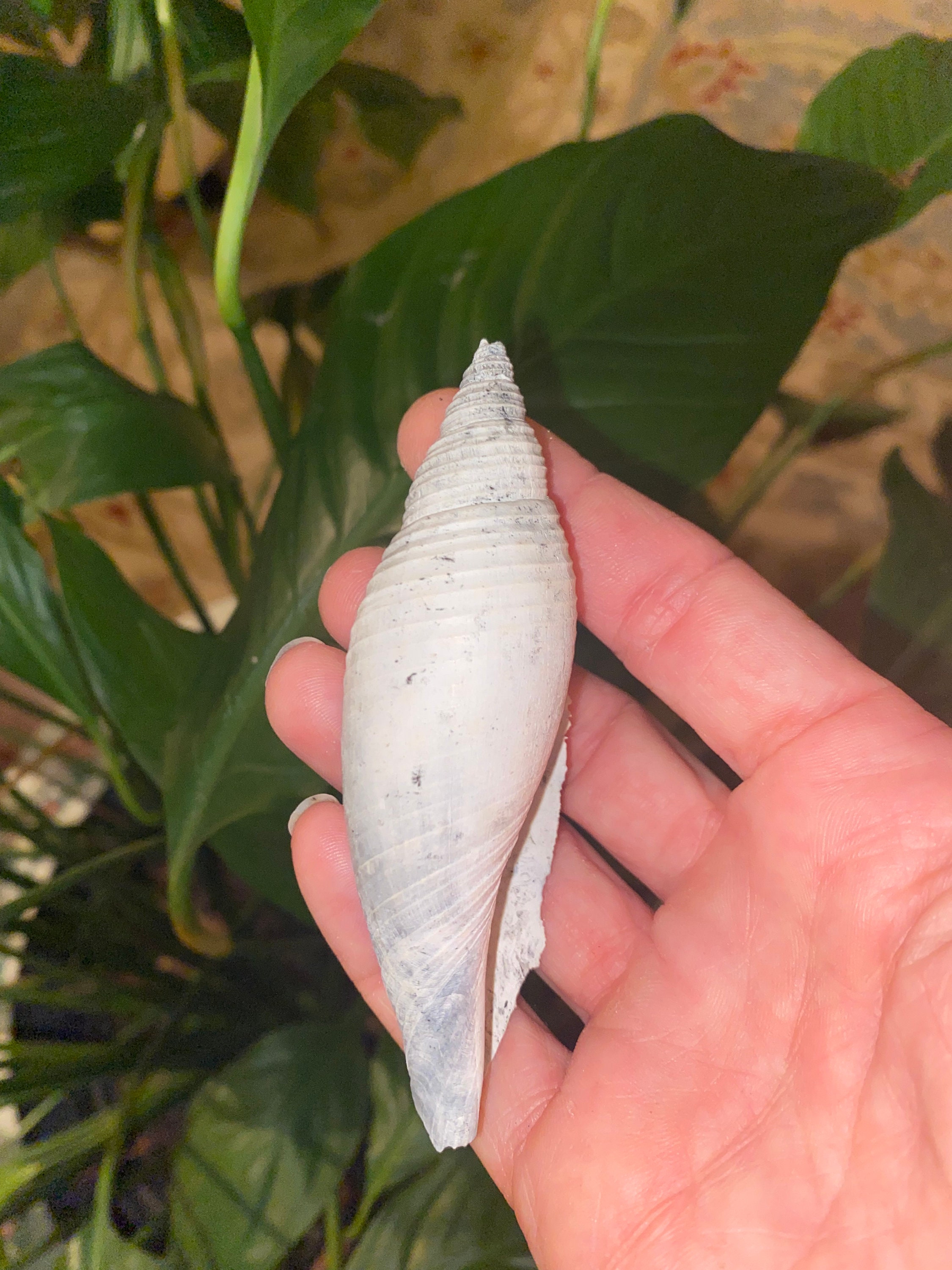 Blue and White Fossilized Mitre Shell From Florida - Etsy