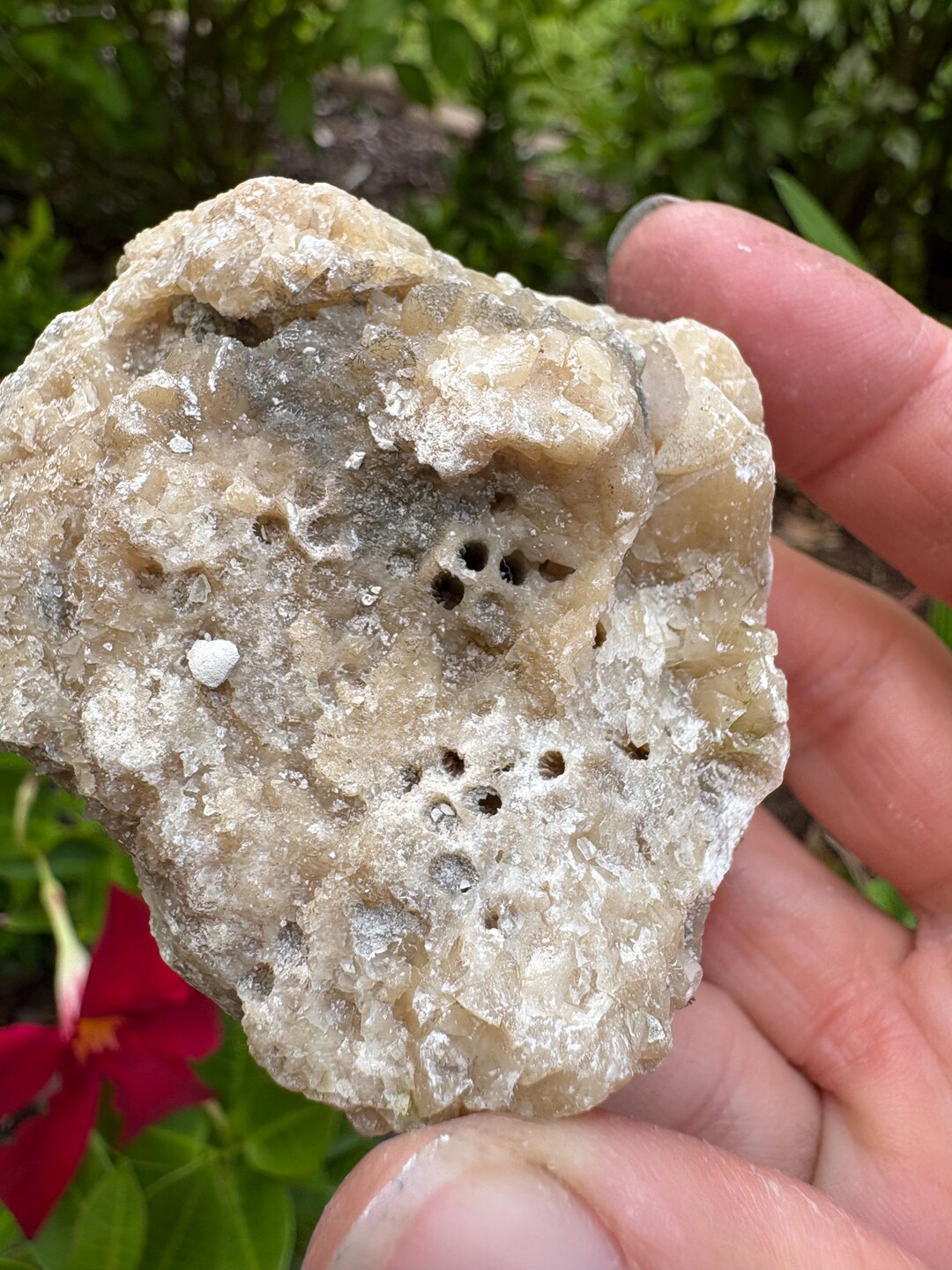Honey Calcite Crystallized Coral Fossil - Etsy