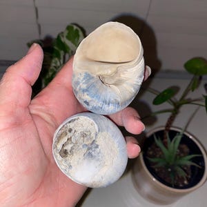 Sharks Eye Moon Snail Shells - Etsy
