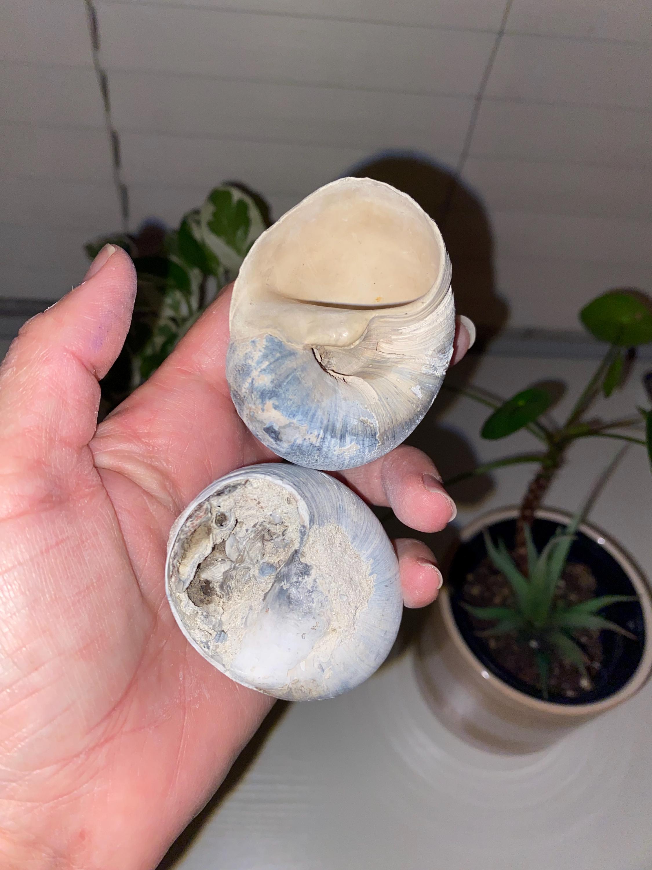 Sharks Eye Moon Snail Shells - Etsy