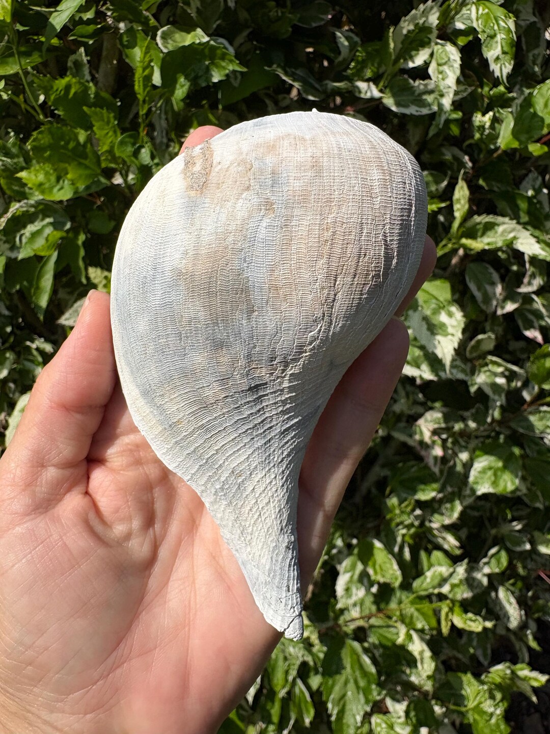 Fossilized Pear Whelk Shell From Florida - Etsy