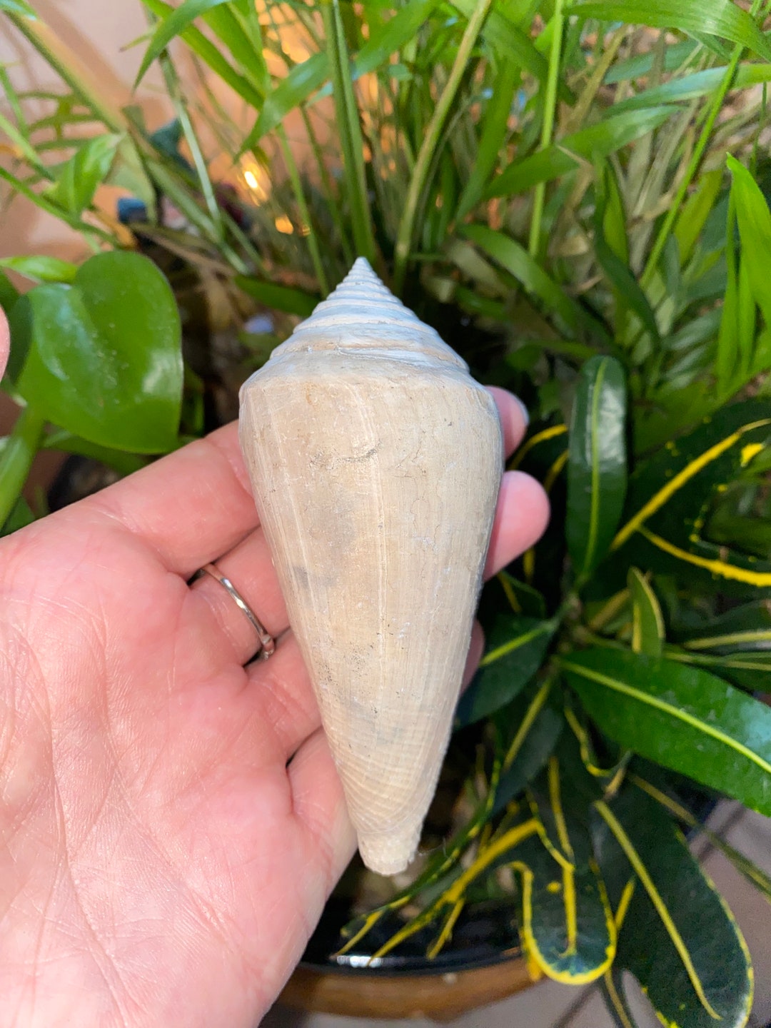 Large Fossilized Cone Shell Florida - Etsy