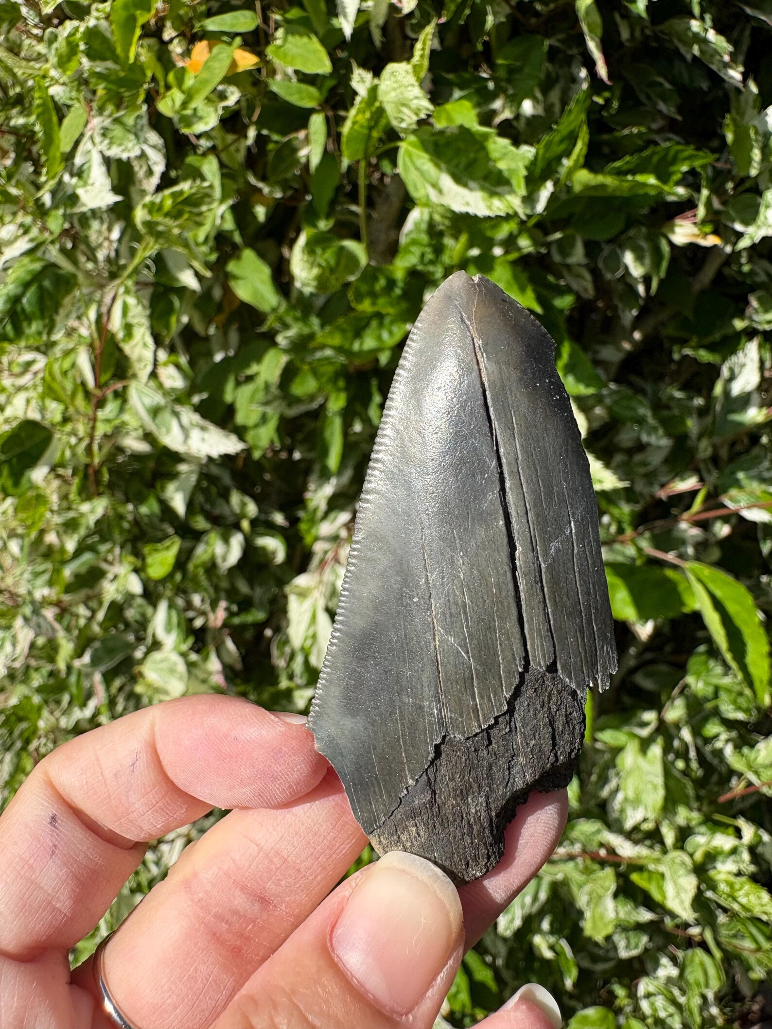 Megalodon Tooth Fossil - Half Tooth - Etsy
