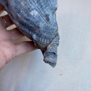 Large Melongena Blue Fossil Shell - Florida - Etsy
