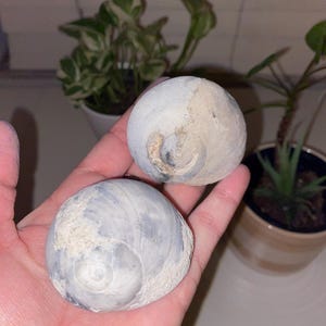 Sharks Eye Moon Snail Shells - Etsy
