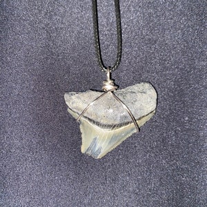 Small Megalodon Tooth Pendant Florida - Etsy
