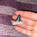 Bone Valley Hemipristis Serra Shark Tooth Fossil - Etsy
