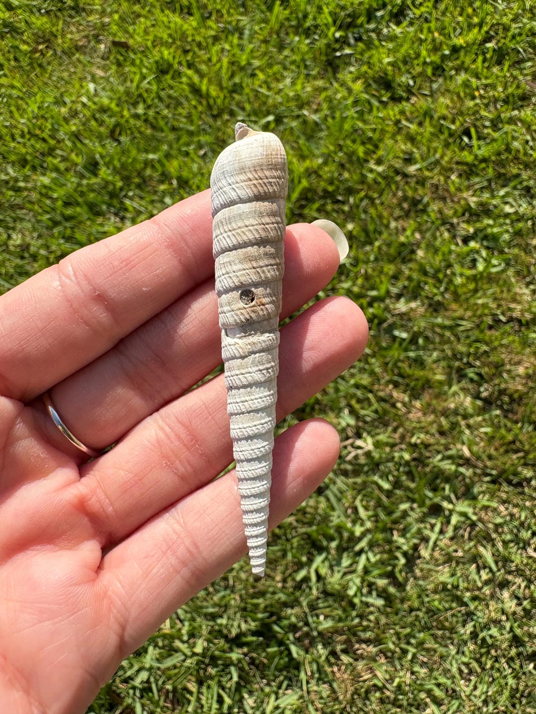 Flame Auger Fossil Shell From Florida - Etsy