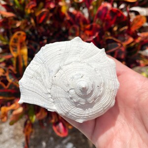 Huge Fossilized Whelk Sea Shell From Florida - Etsy