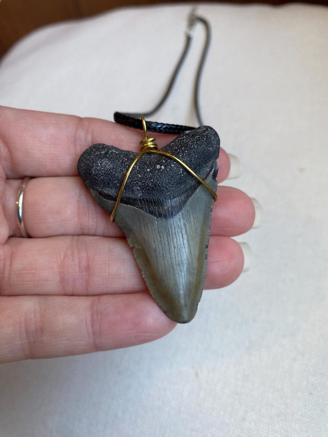 Megalodon Tooth Necklace - Florida - Etsy
