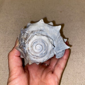 Fossilized Florida Melongena Shell - Etsy