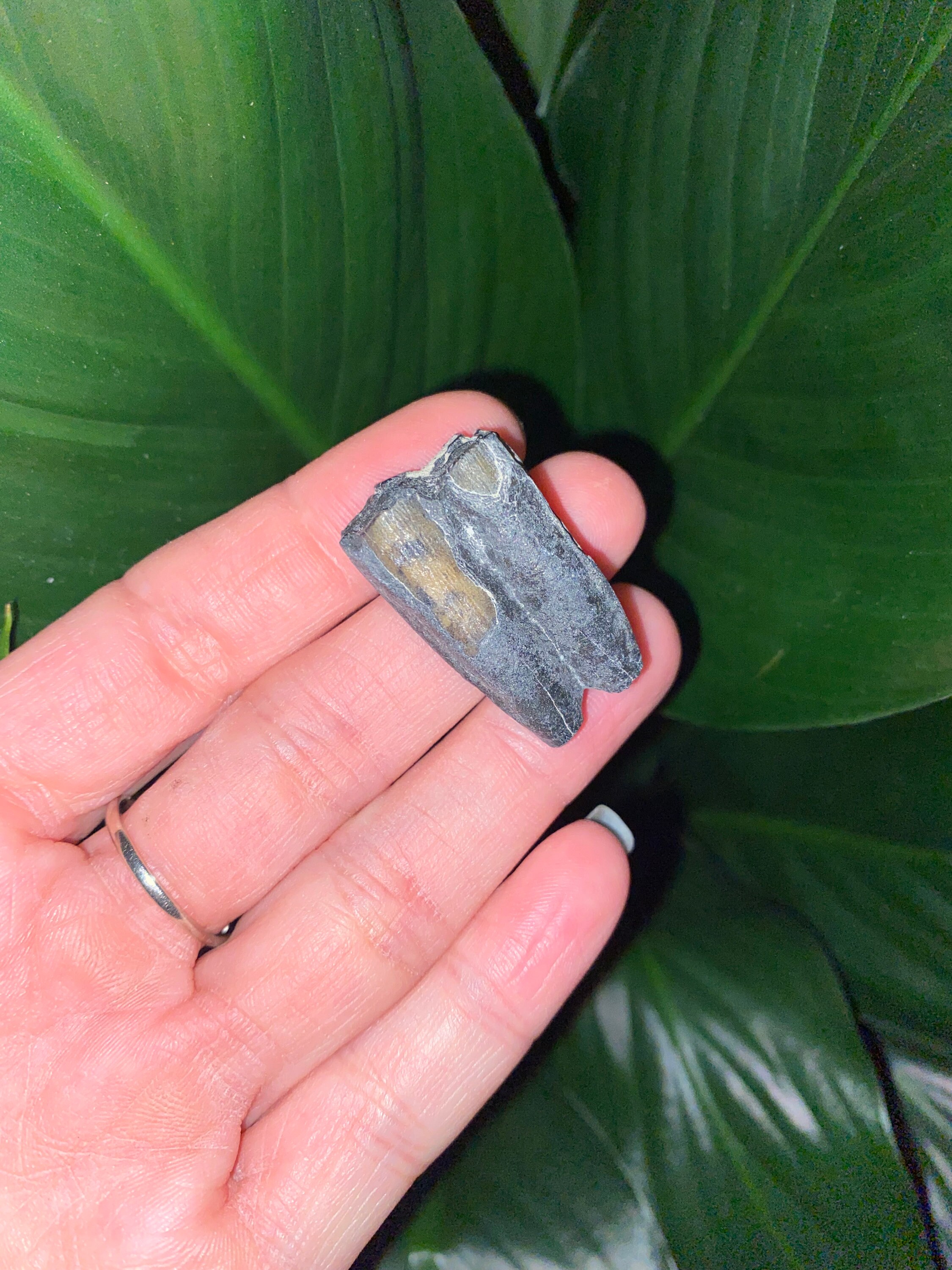 Fossilized Horse Tooth Extinct Three Toed Horse - Etsy