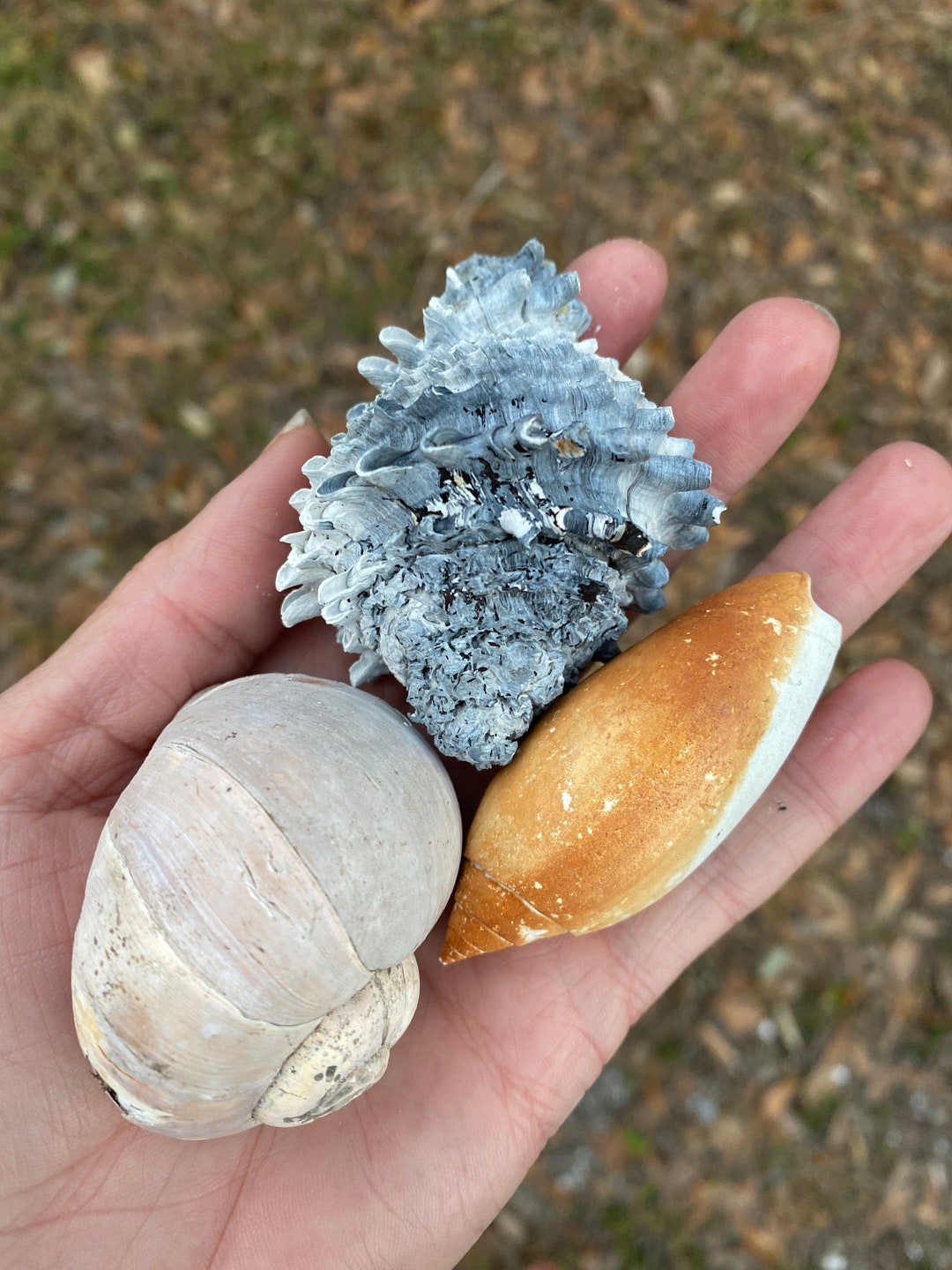 Trio of Three Colorful Florida Fossil Shells - Etsy