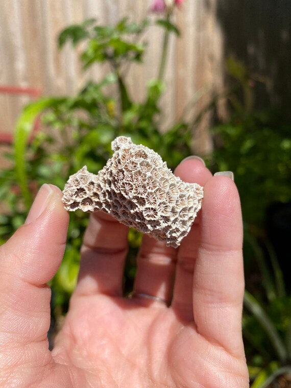 Shell Fossil Completely Covered in Coral | Etsy