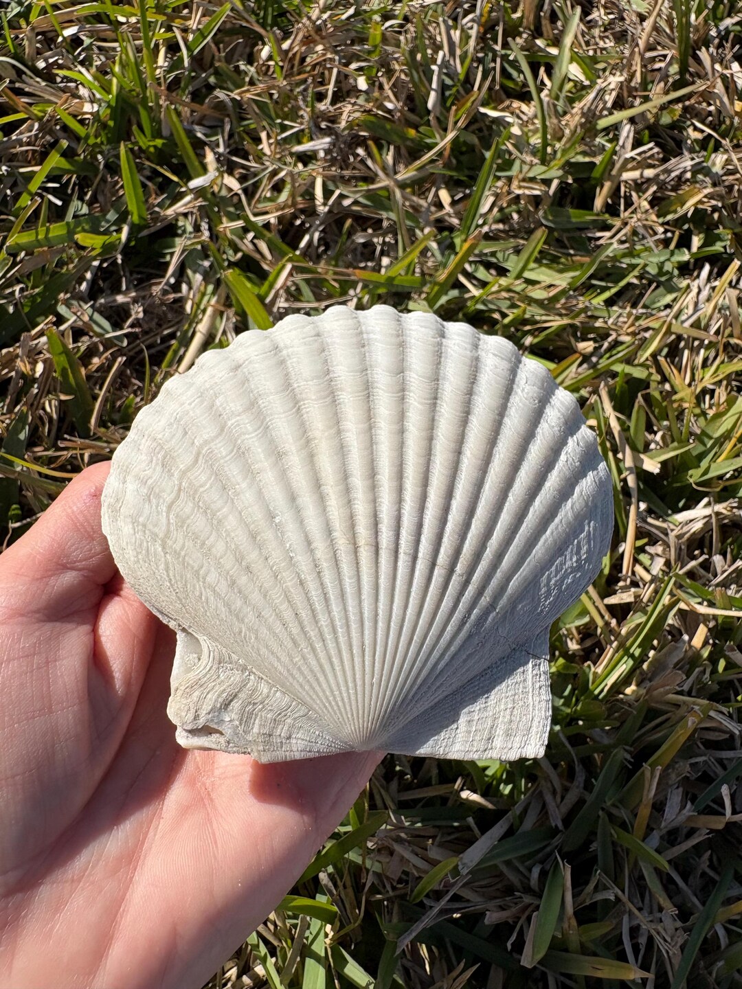Fossil Shell With Both Halves - Etsy