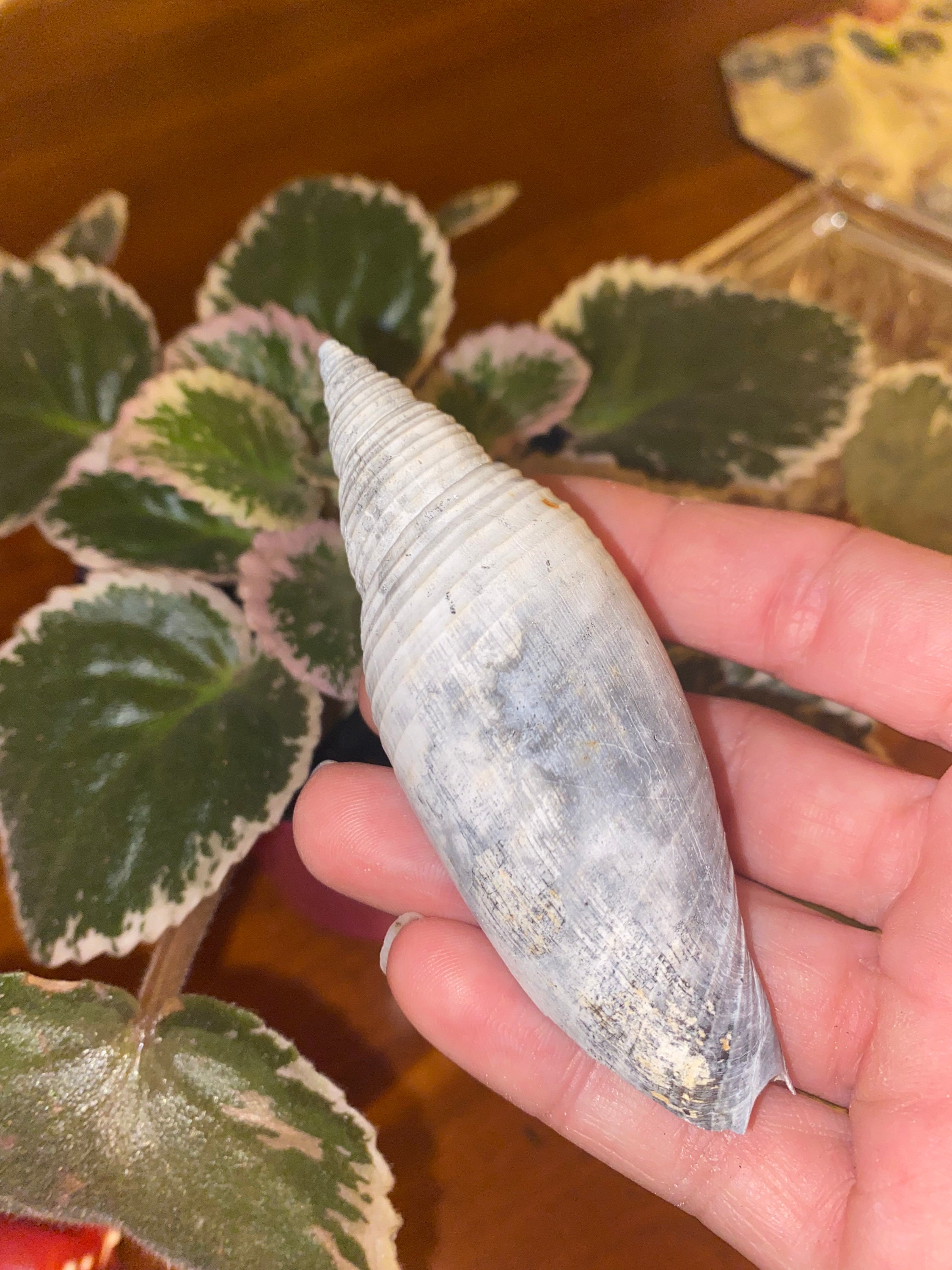 Blue and White Fossilized Mitre Shell From Florida - Etsy