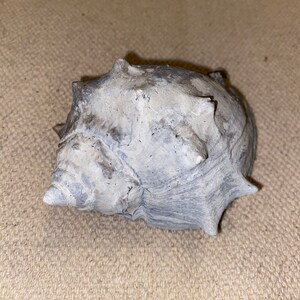 Fossilized Florida Melongena Shell - Etsy