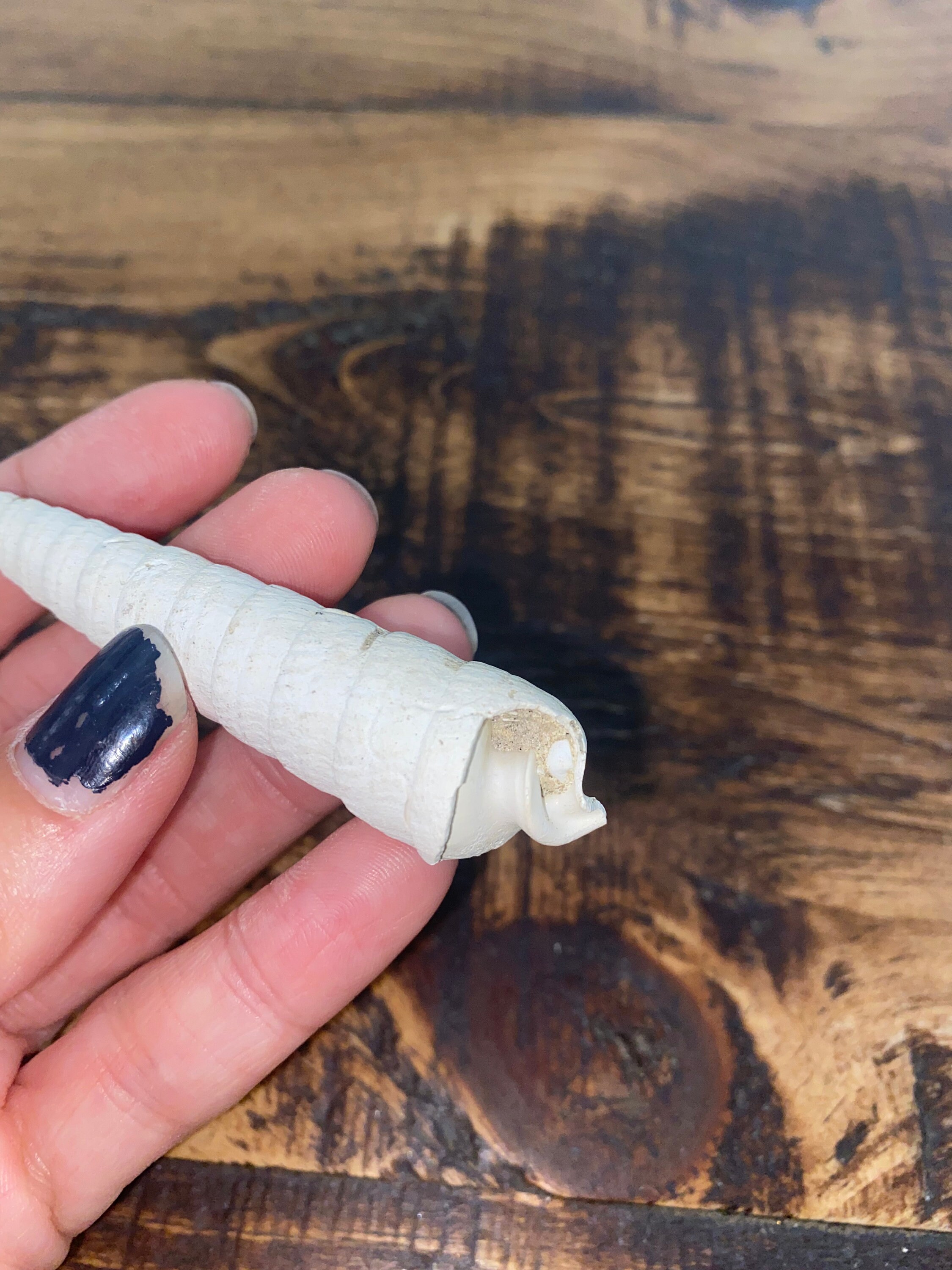 Flame Auger Fossil Shell From Florida - Etsy