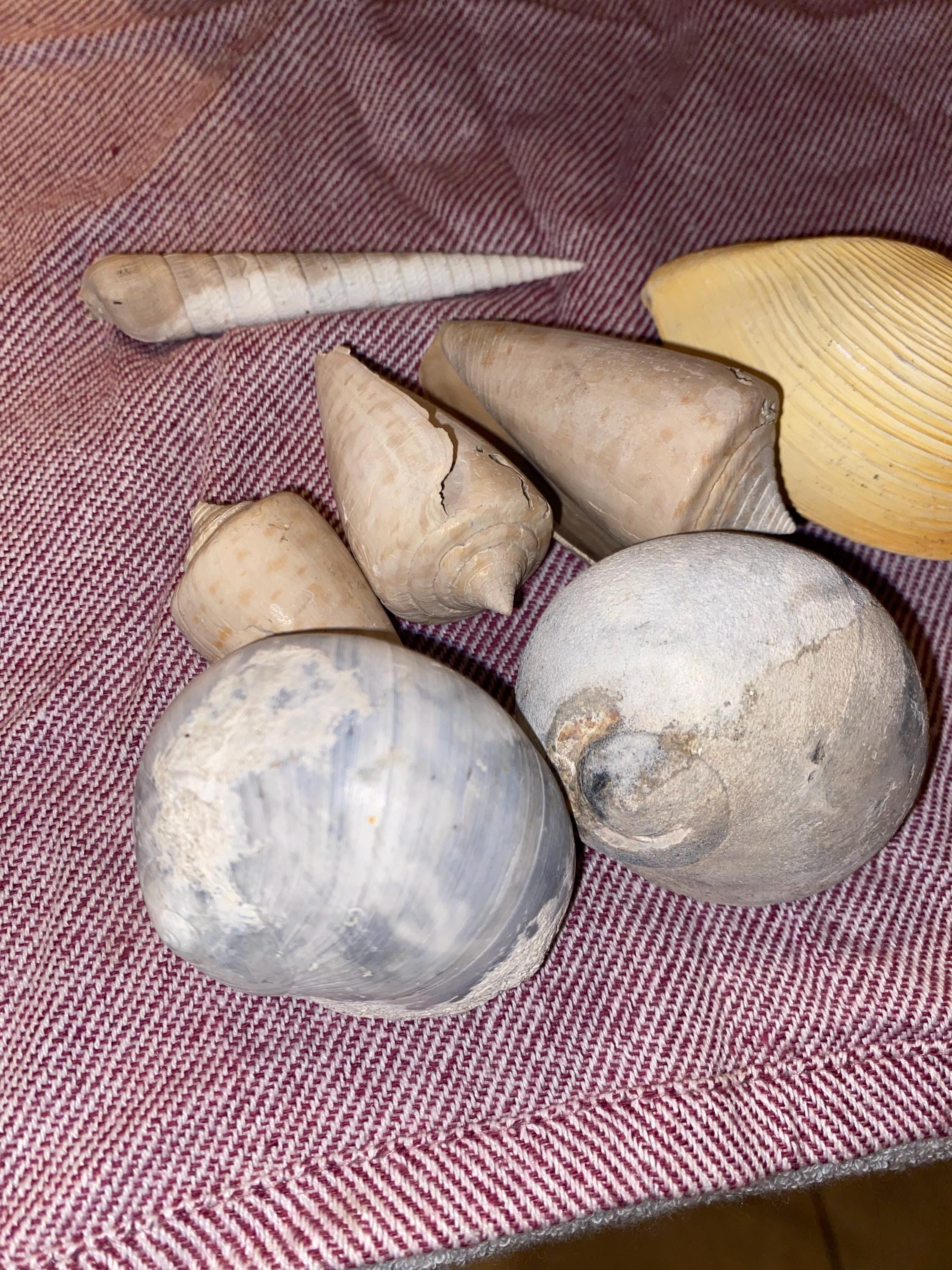 Sharks Eye Moon Snail Shells - Etsy