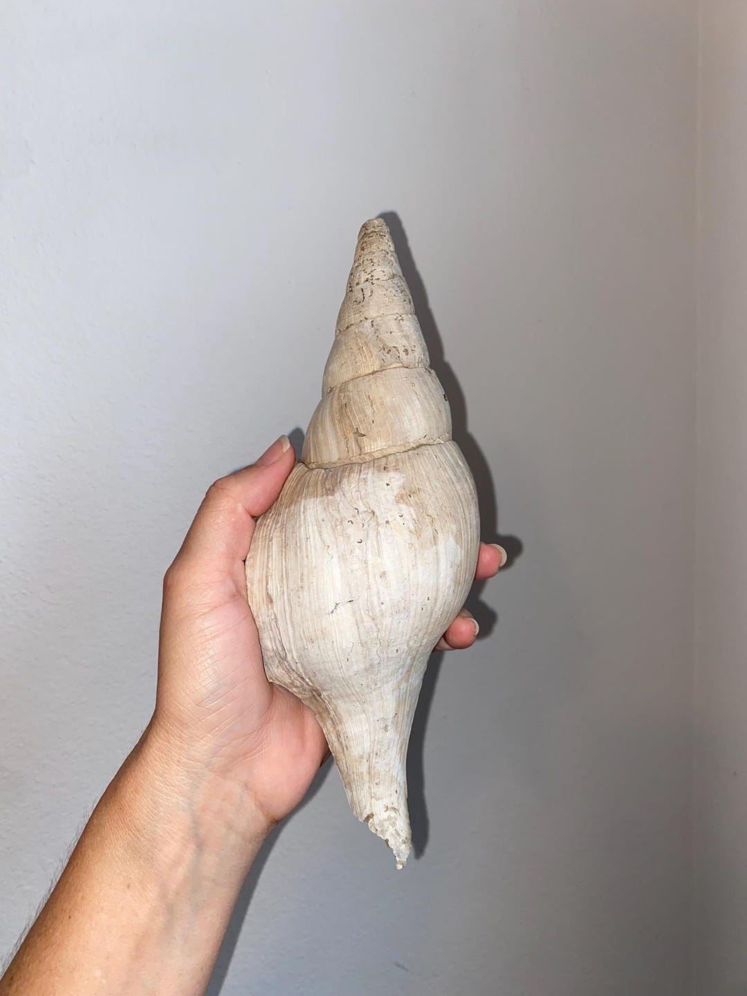 Large Tan and White Turbinella Shell Fossil - Etsy