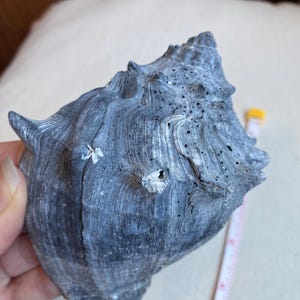 Large Melongena Blue Fossil Shell - Florida - Etsy