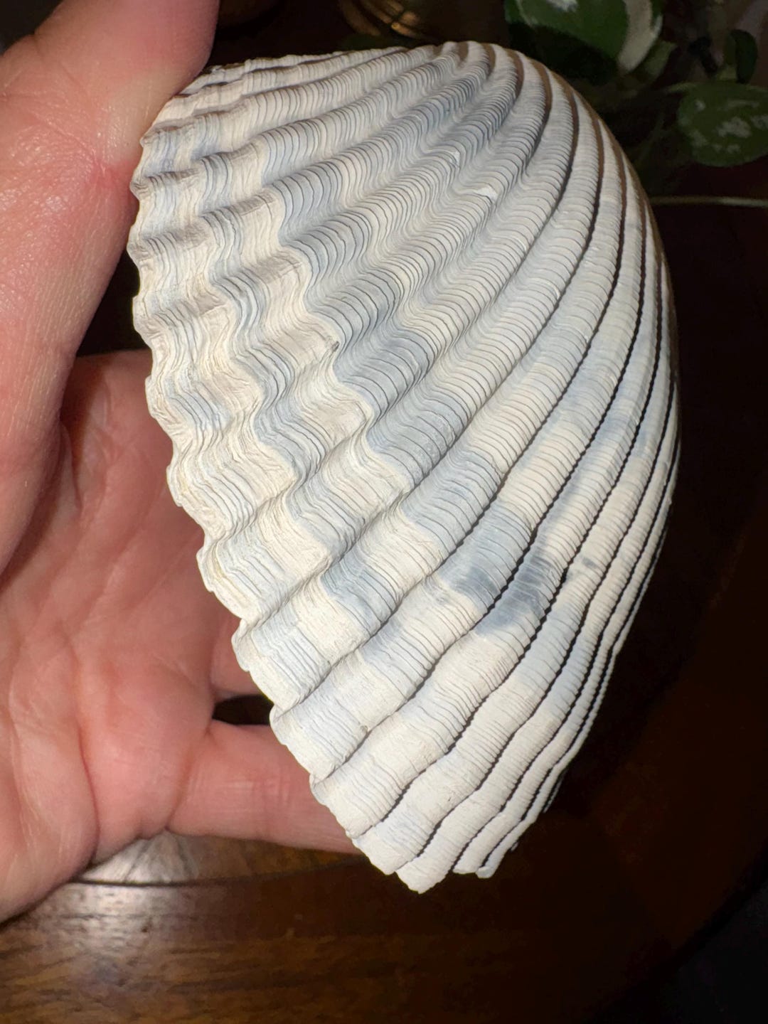 Atlantic Giant Cockle Sea Shell - Etsy