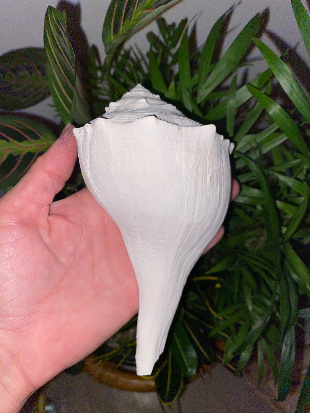 Fossil Whelk Shell From Florida - Etsy