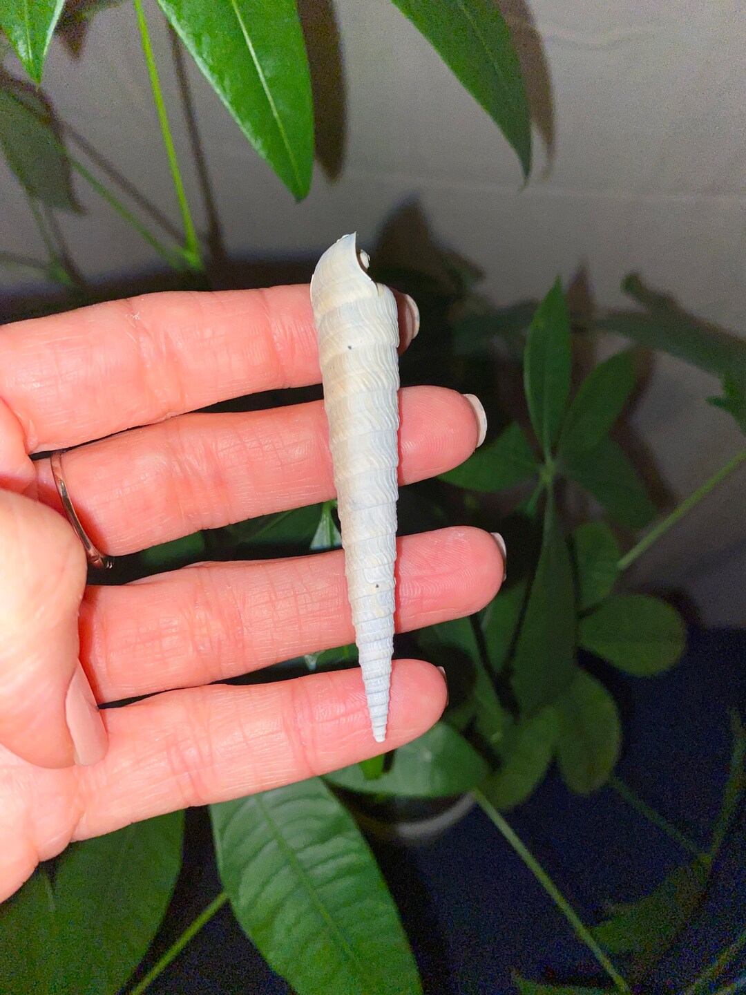 Flame Auger Fossil Shell From Florida - Etsy Canada