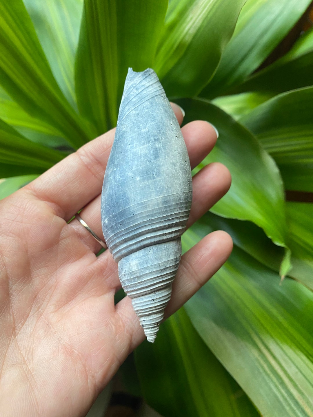 Blue and White Fossilized Mitre Shell From Florida - Etsy