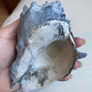 Large Melongena Blue Fossil Shell - Florida - Etsy