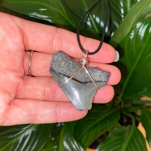 Small Megalodon Tooth Pendant Florida - Etsy