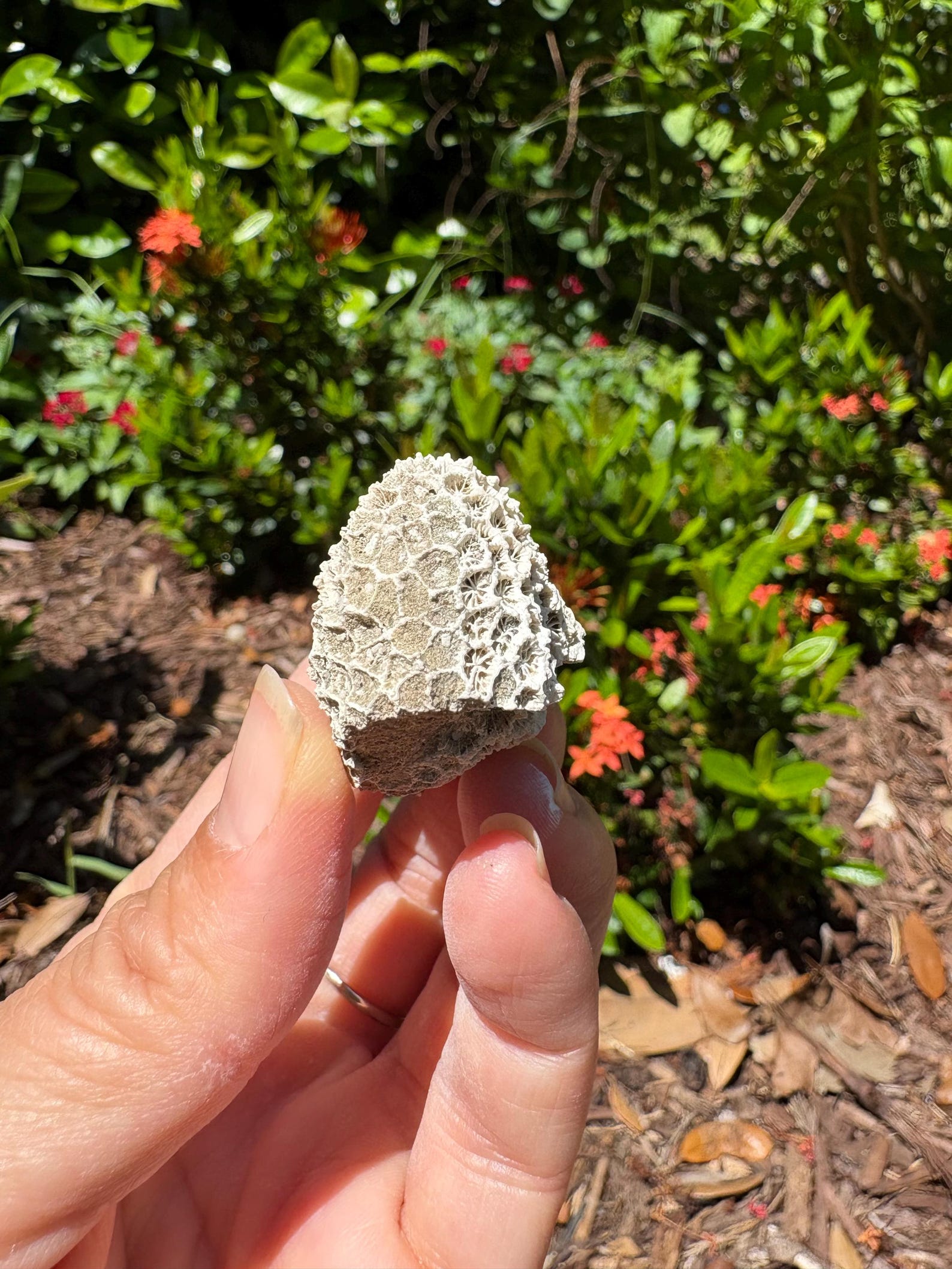 Shell Fossil Completely Covered in Coral - Etsy