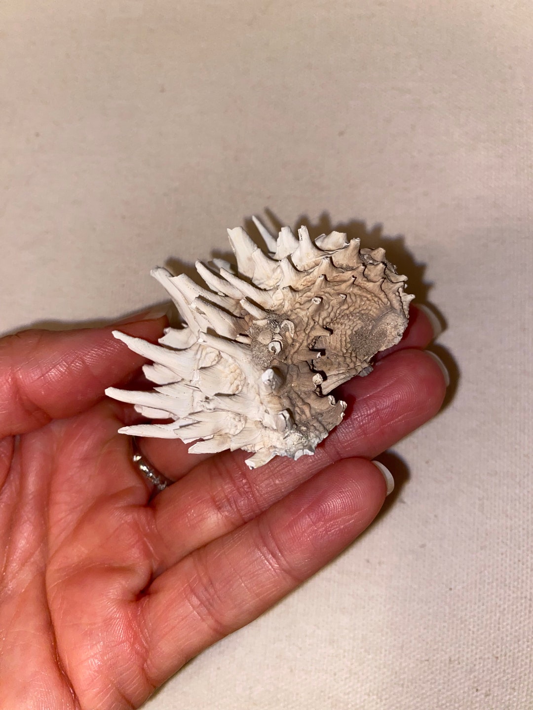 Spiny Jewel Box Shell Fossil - Etsy