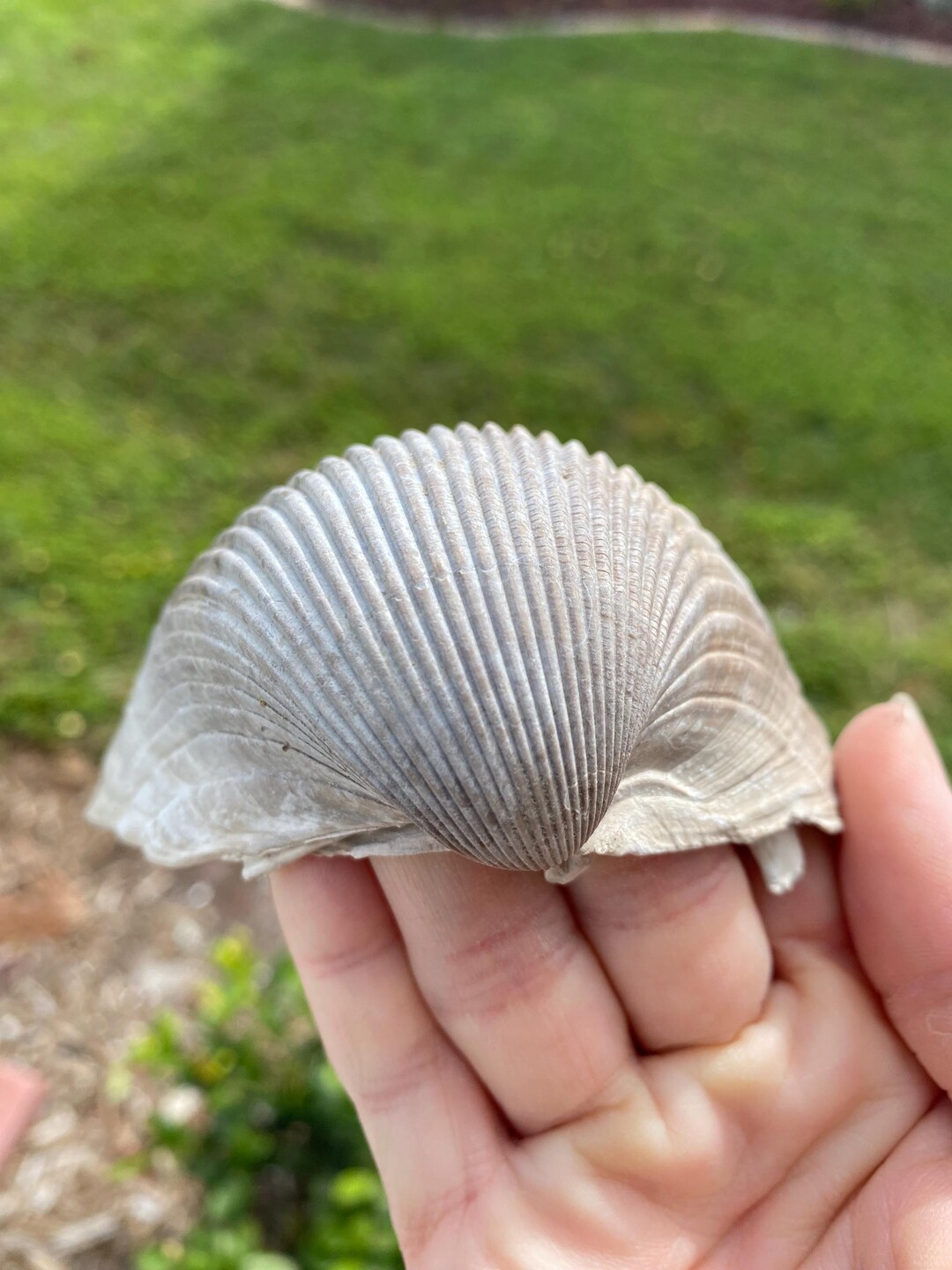 Atlantic Giant Cockle Sea Shell - Etsy