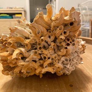 Large Cluster of Fossil Worm Snails - Rare - Etsy