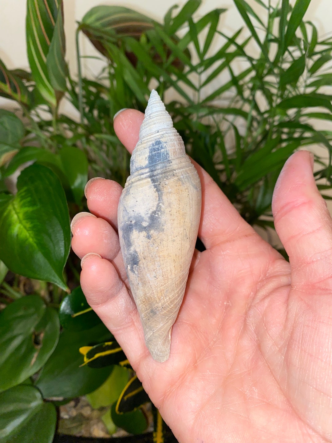 Blue and White Fossilized Mitre Shell From Florida - Etsy