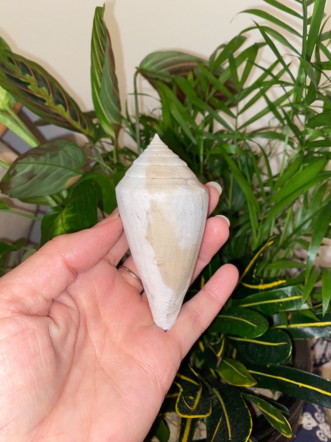 Large Fossilized Cone Shell - Etsy