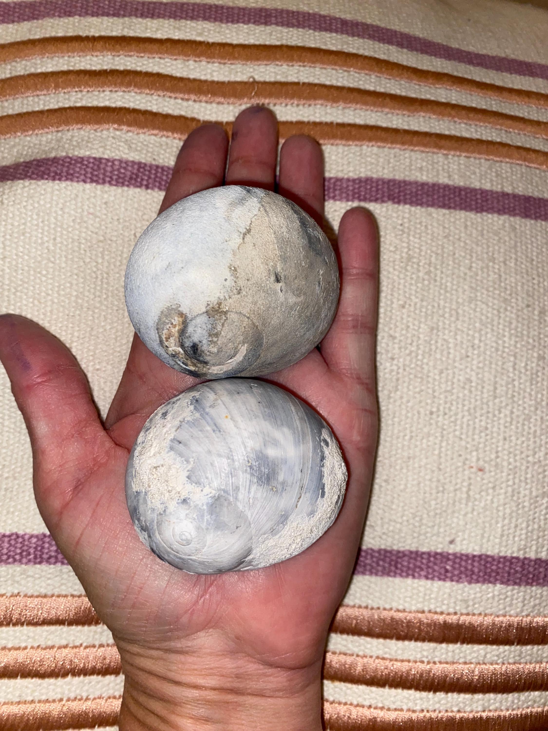 Sharks Eye Moon Snail Shells - Etsy