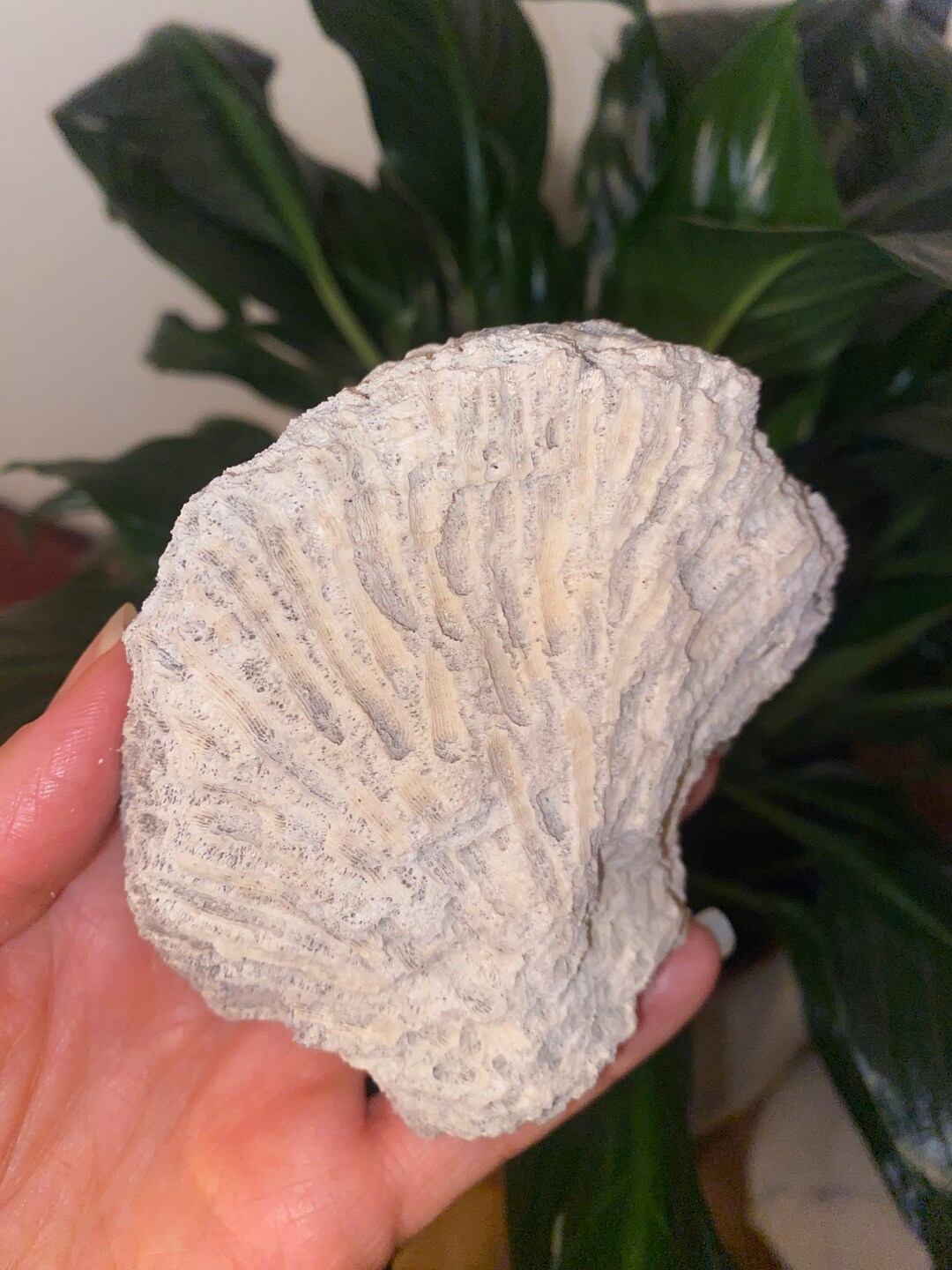 Fossilized Coral Head From Florida - Etsy