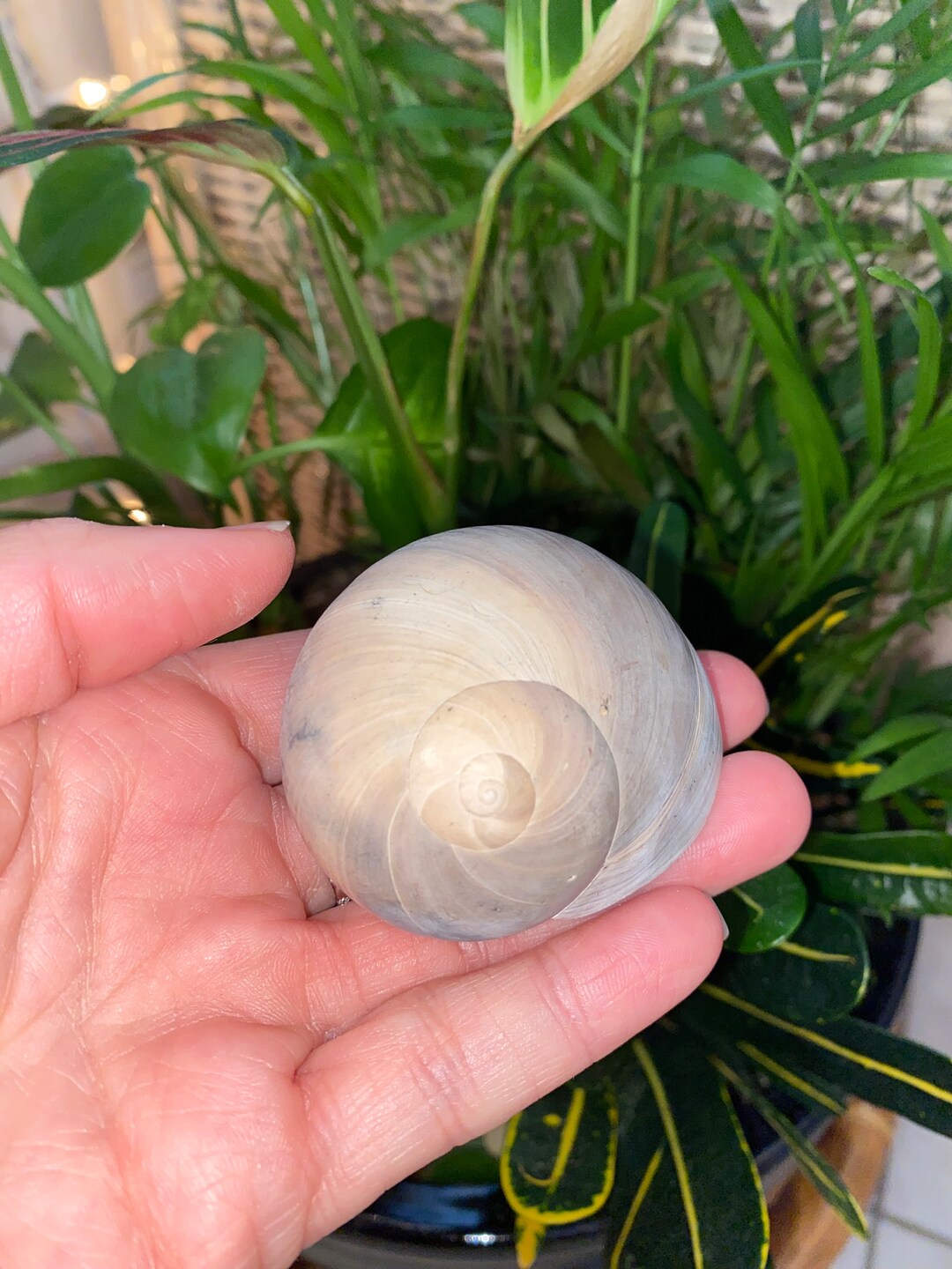 Fossilized Sharks Eye Moon Snail Shell From Florida - Etsy