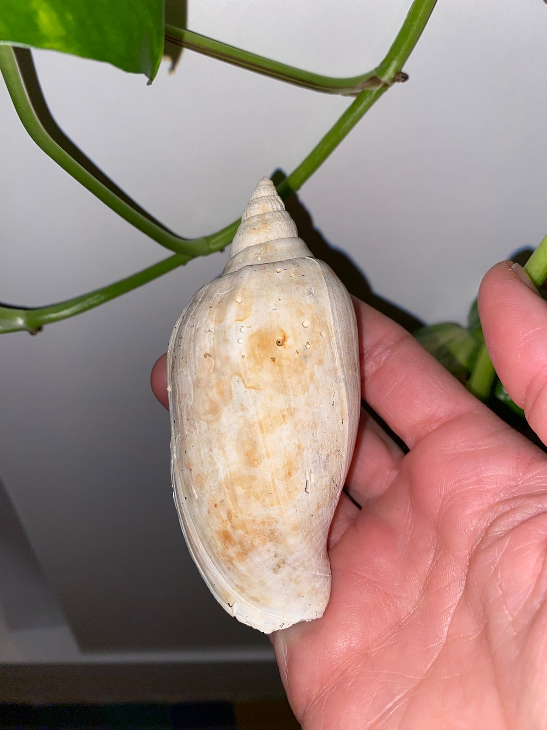 Fossilized Junonia Shell From Florida - Etsy